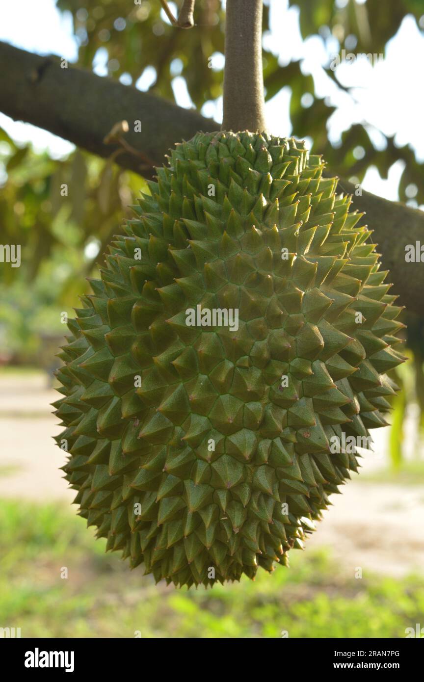 Durian golden flesh hi-res stock photography and images - Alamy