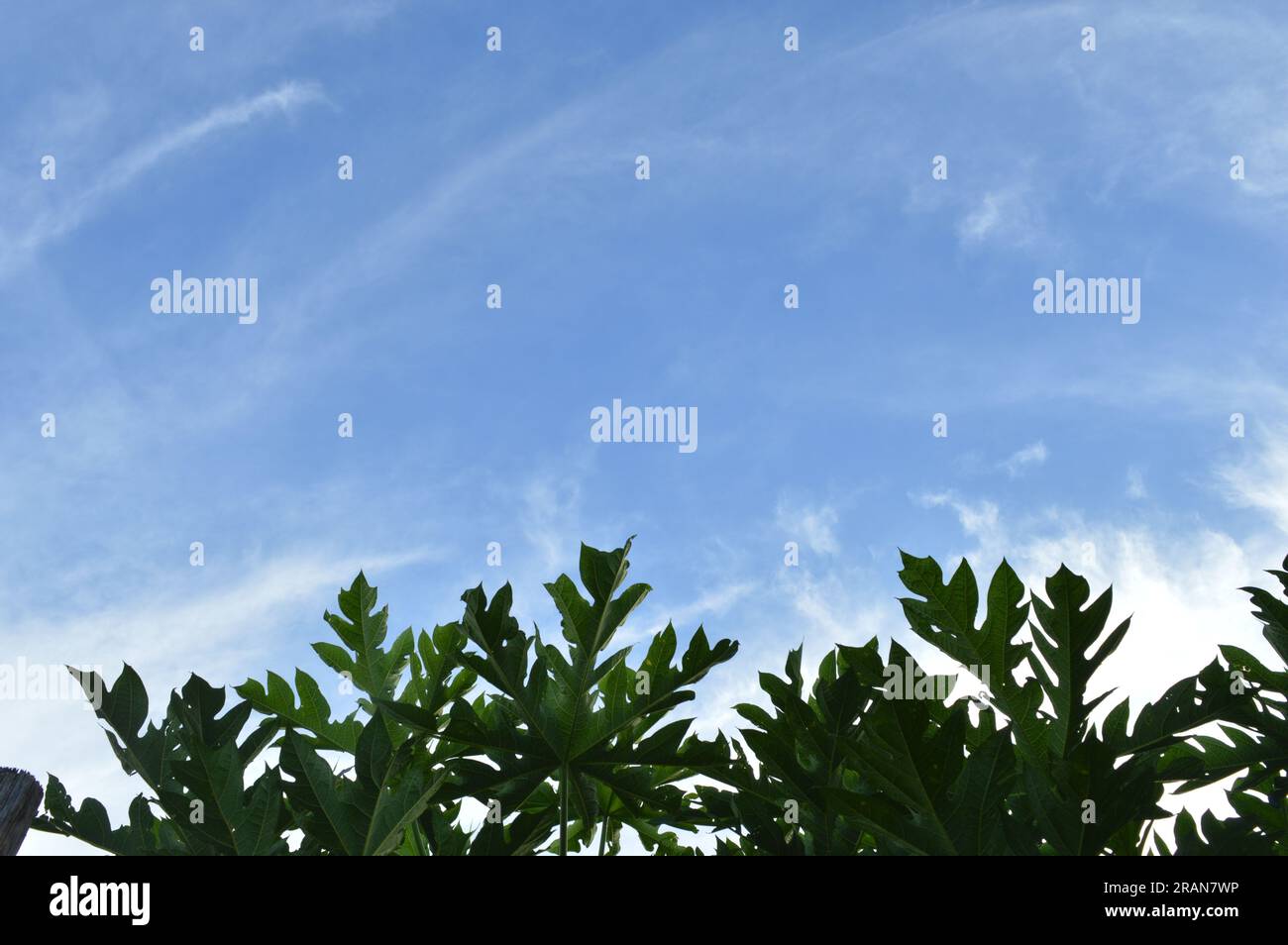 Blue sky under shape of tree Stock Photo - Alamy