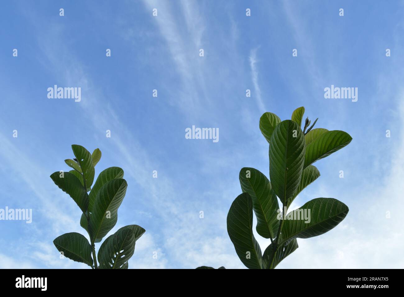 Blue sky under shape of tree Stock Photo - Alamy