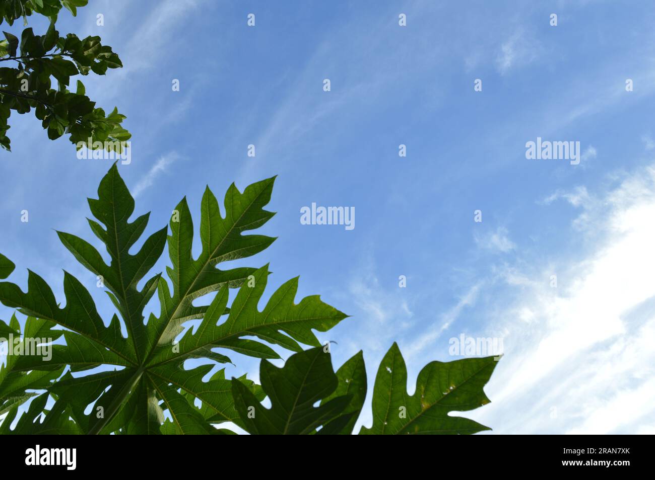 Blue sky under shape of tree Stock Photo - Alamy