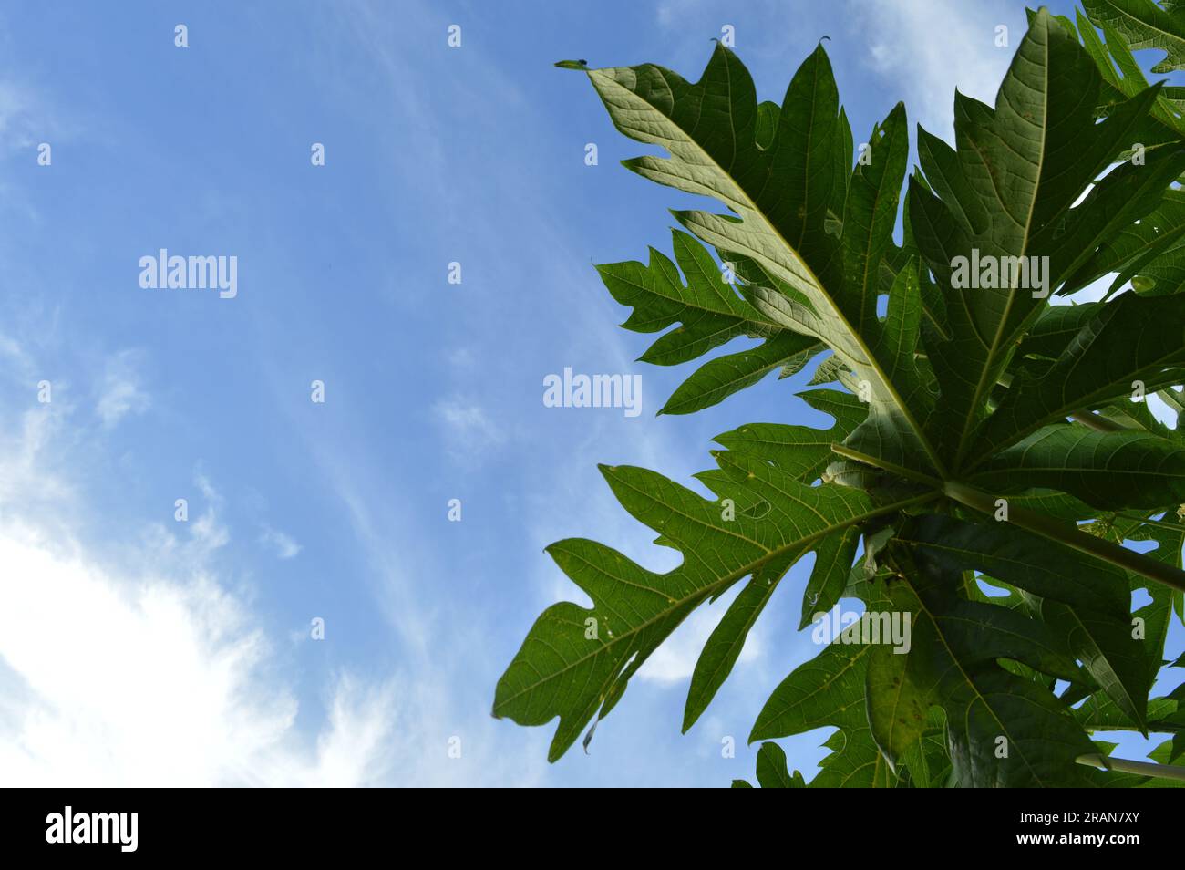 Blue sky under shape of tree Stock Photo - Alamy