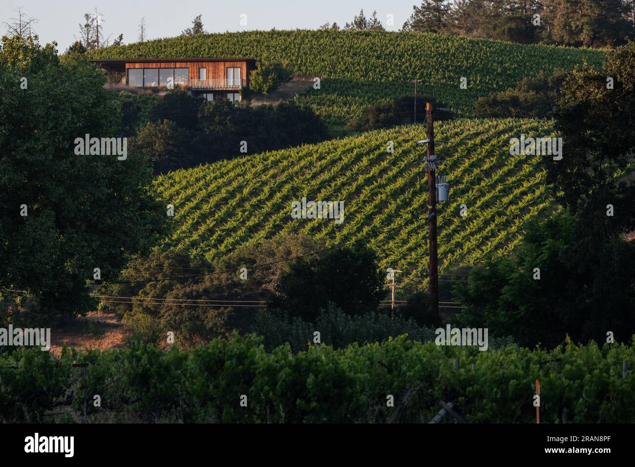 A small modern cabin among rows of grapes grown for wine production in ...