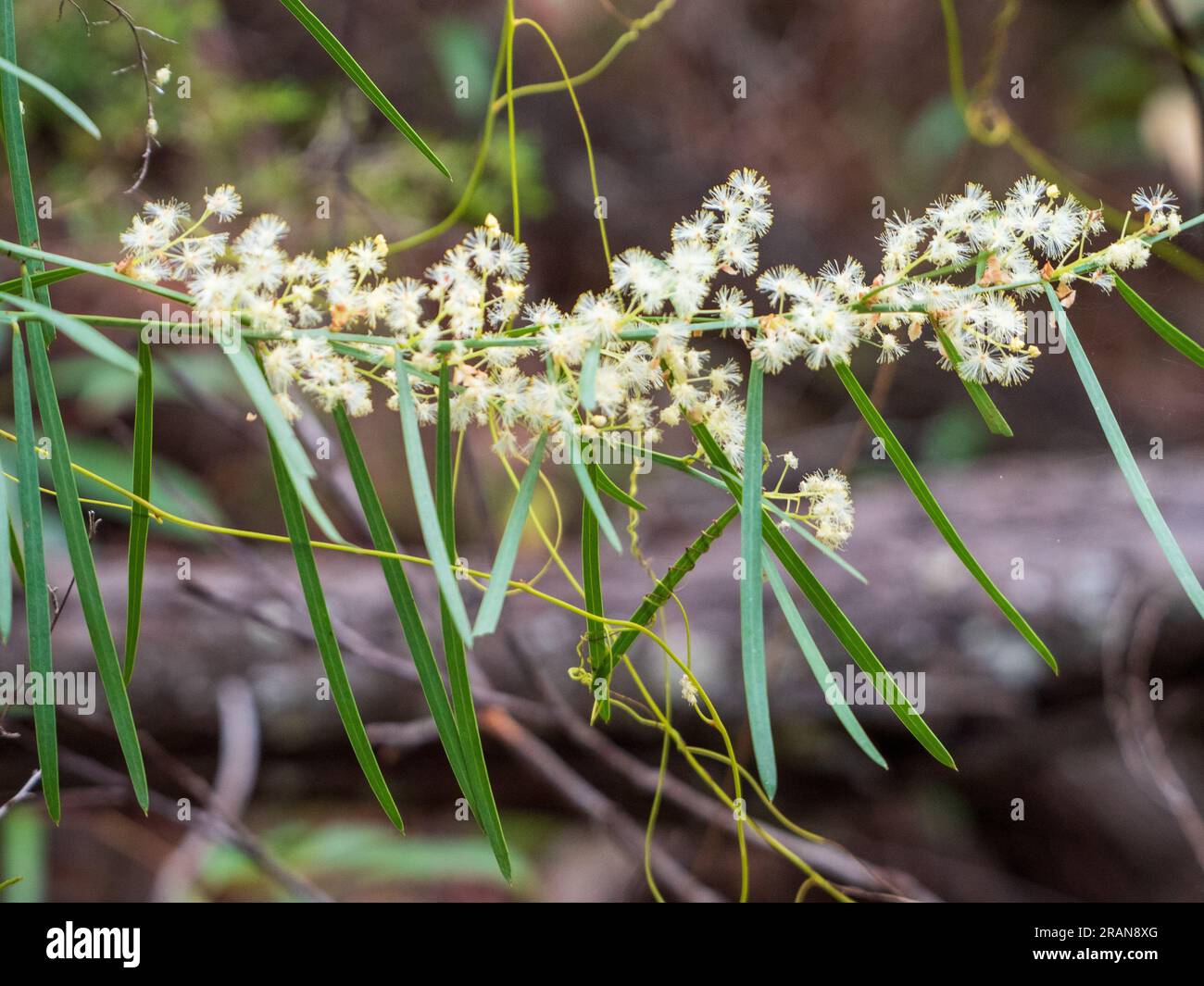 An abundance of Pale yellow wattle flowers on stems with long narrow ...