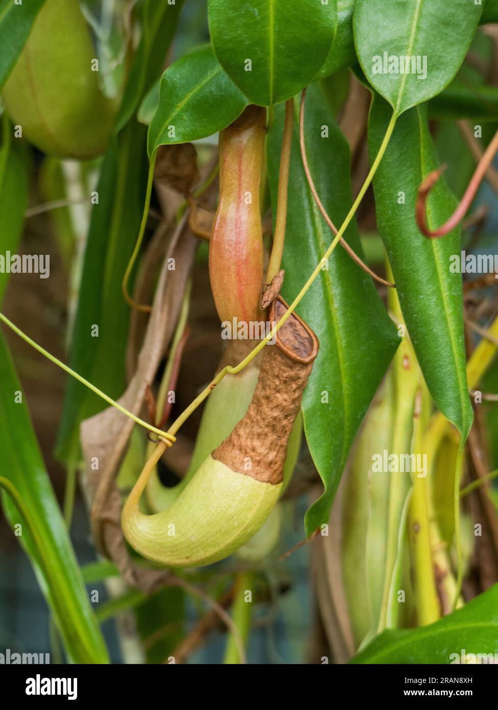 Pitcherplant vine with a dying pitcher, growing in a greenhouse Stock ...