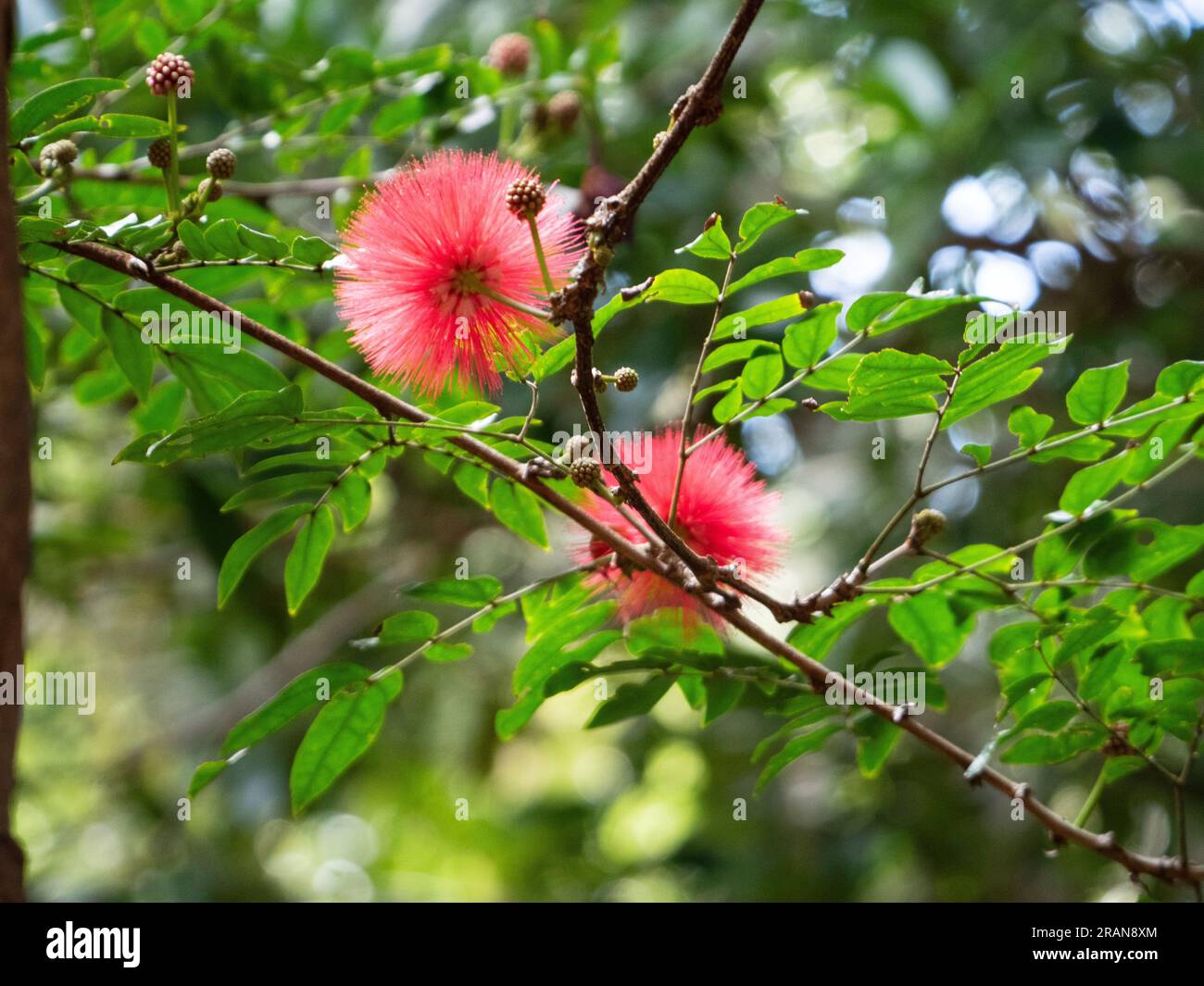 Pretty red Calliandra Pom Pom flowers and buds amongst the green eaves ...
