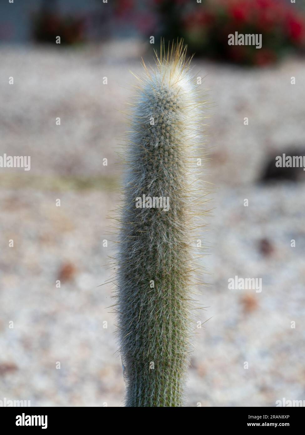 Tall torch like hi-res stock photography and images - Alamy