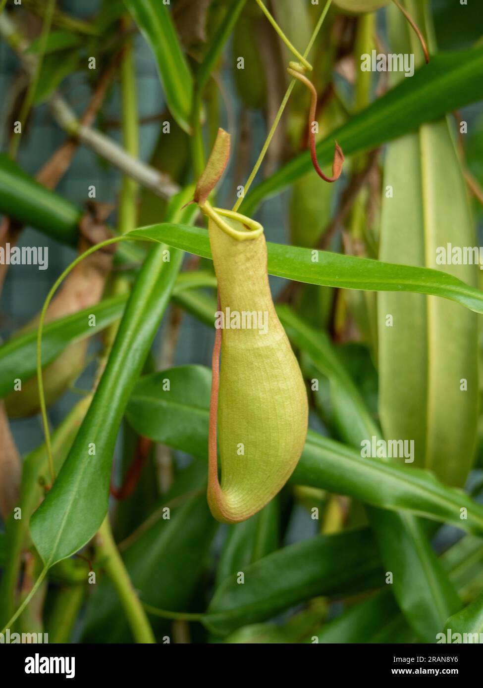 Green pitcherplant hi-res stock photography and images - Alamy