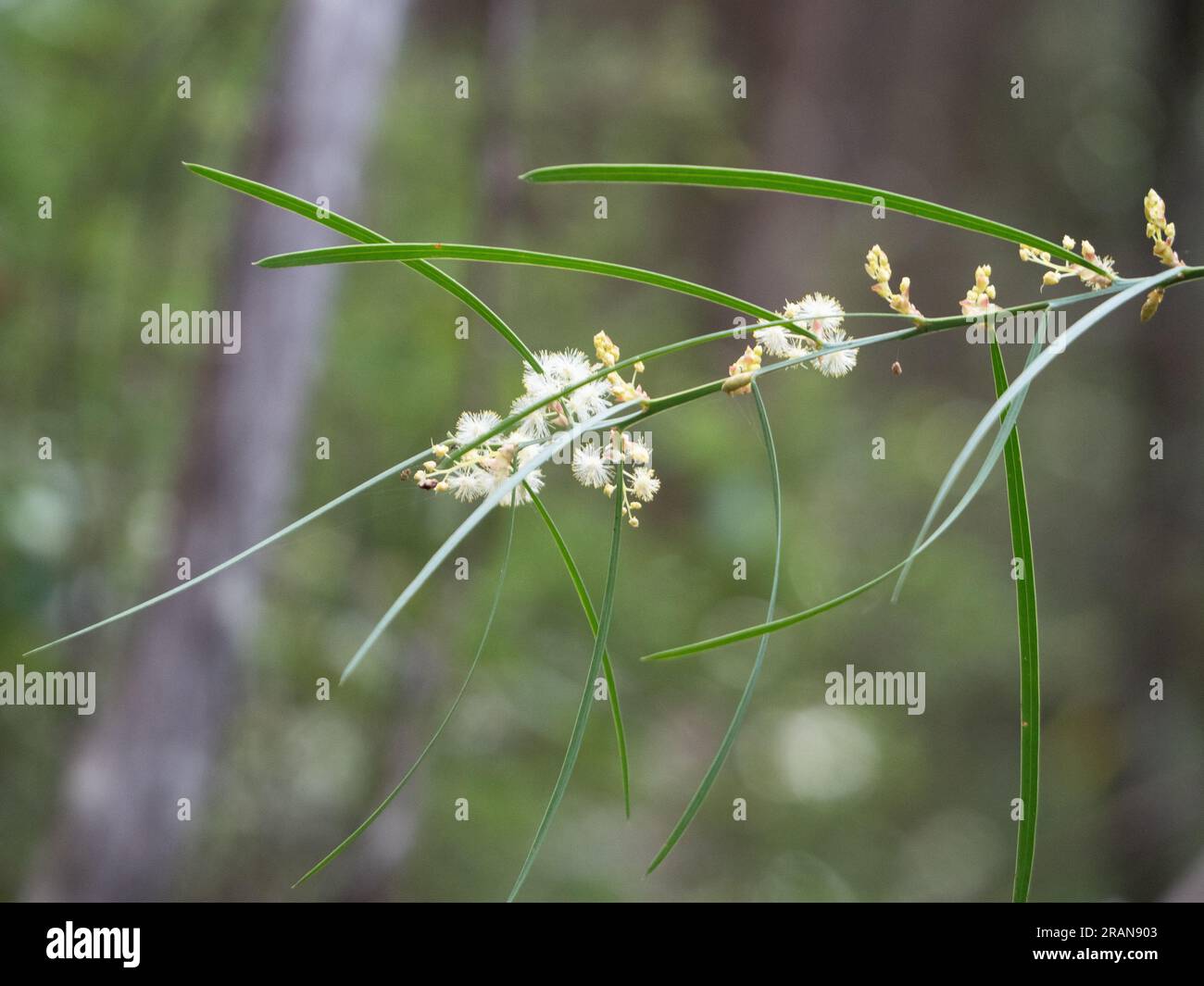 Pale yellow wattle flowers on stems with long narrow green leaves ...