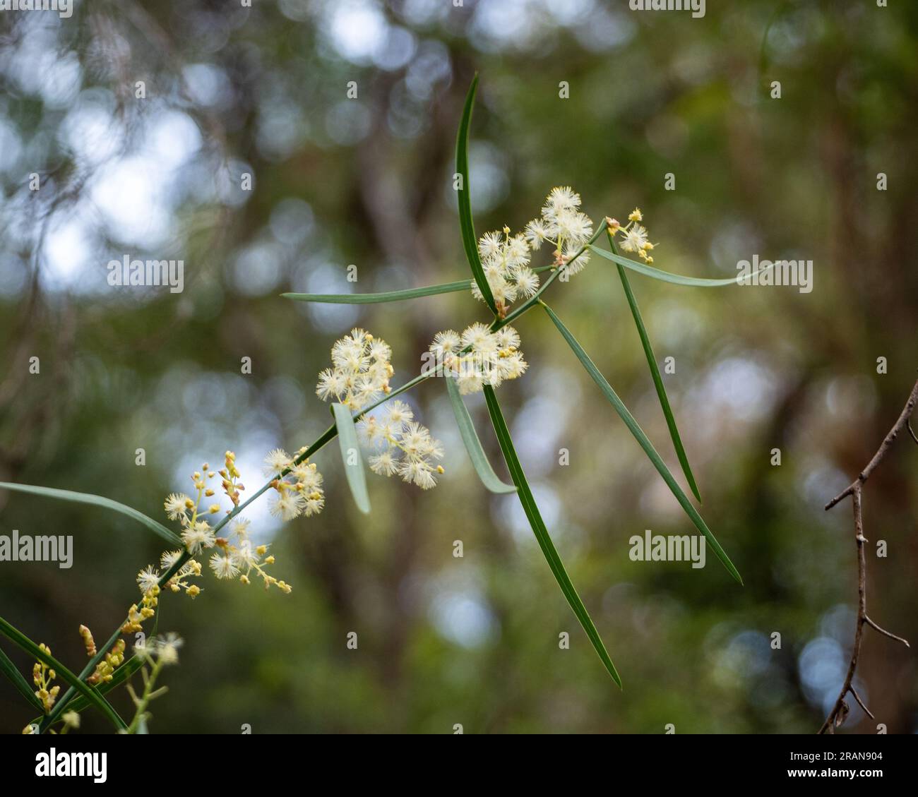 Pale yellow wattle flowers on stems with long narrow green leaves ...