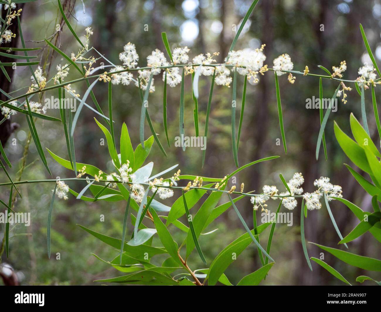 Two slender plants hi-res stock photography and images - Alamy