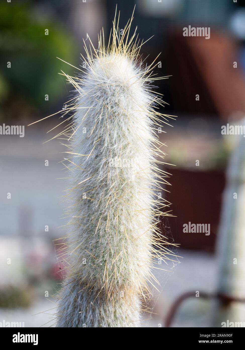 Tall Cylinder shaped cactus in and Australian garden Stock Photo - Alamy
