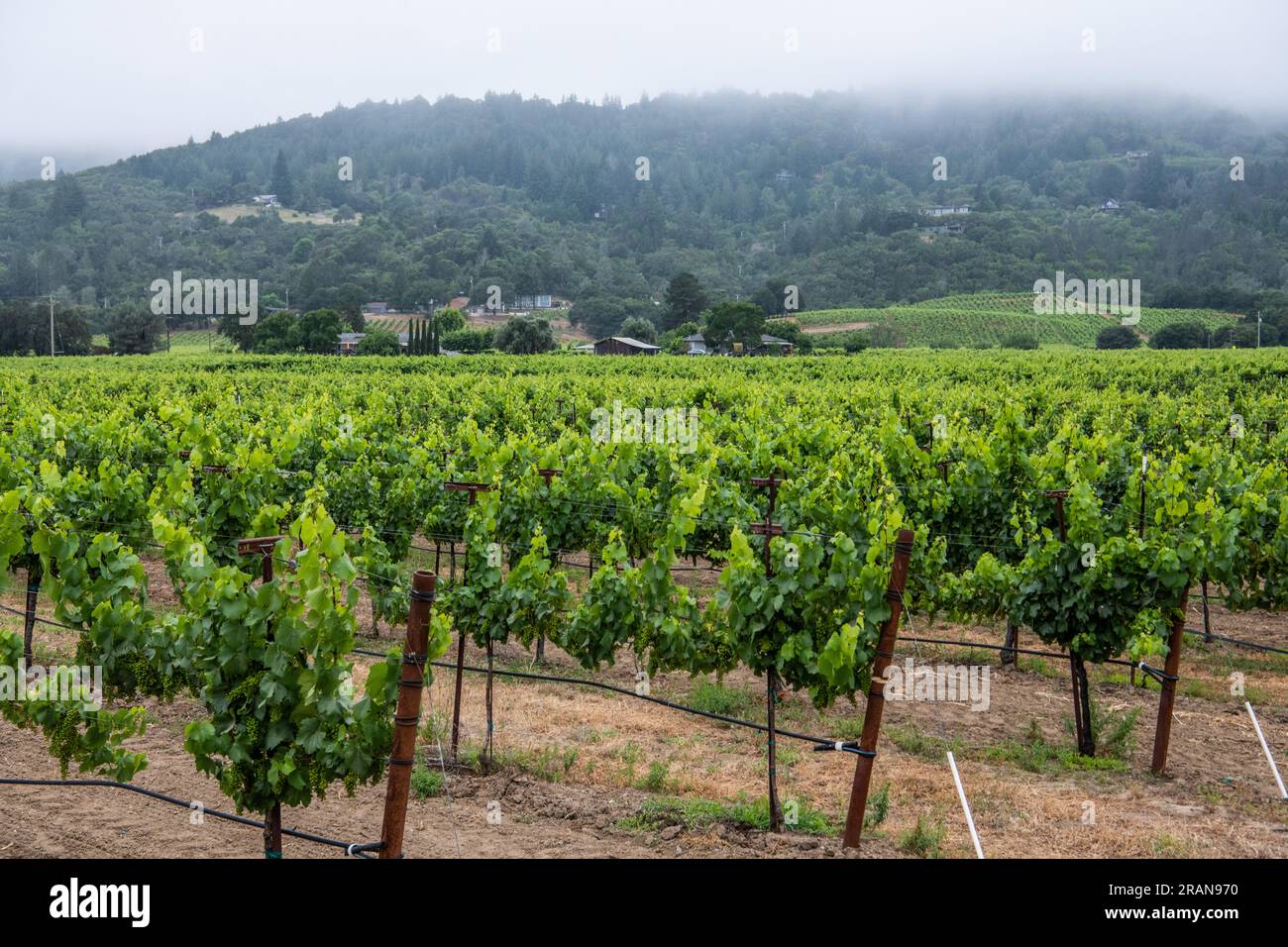 A vineyard and grapes destined for wine production in Sonoma county ...