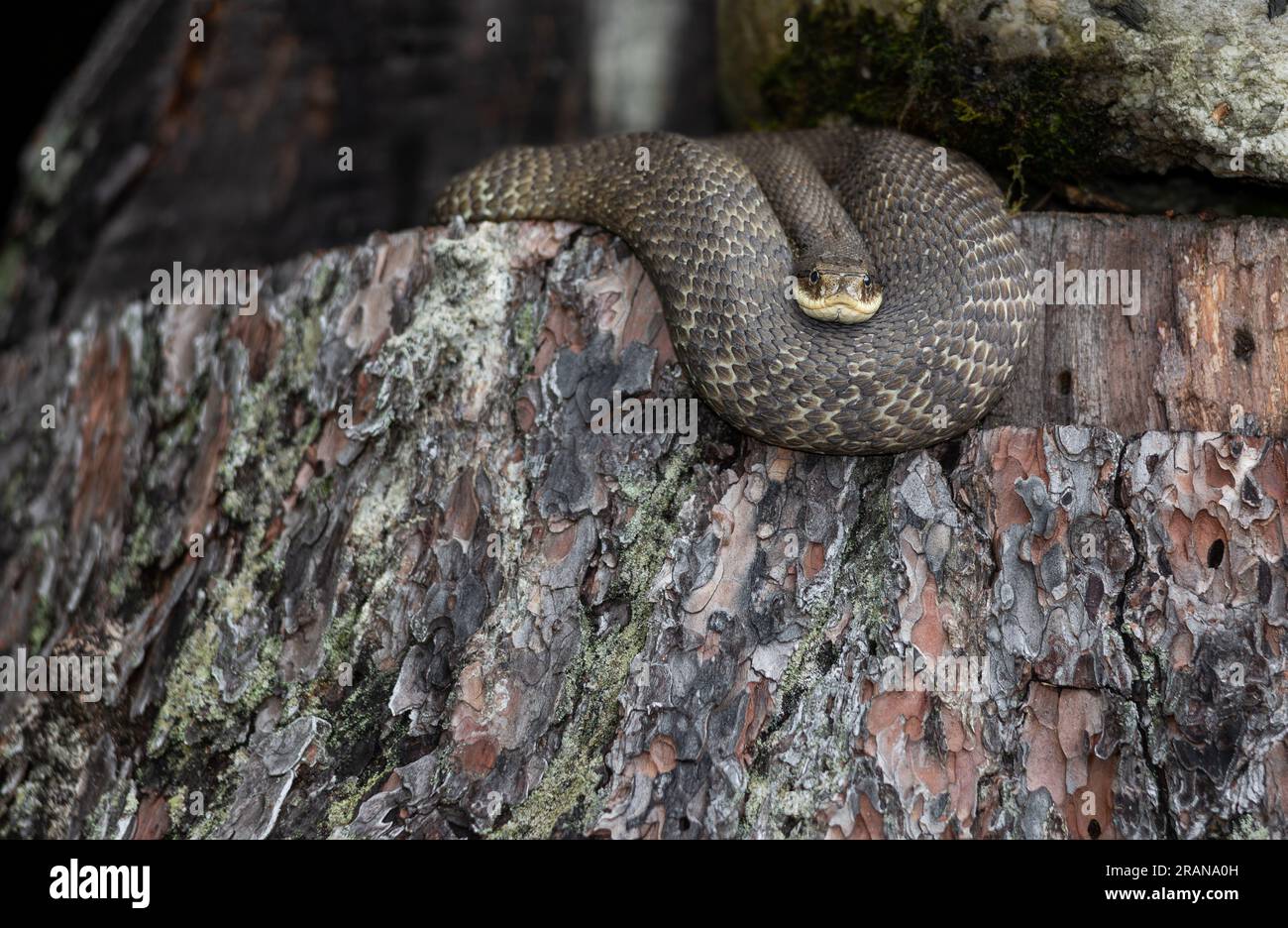 Hog nose snake hi-res stock photography and images - Alamy