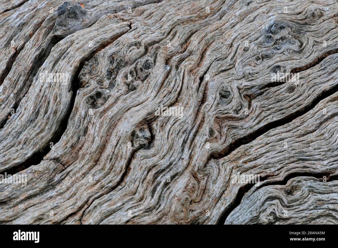 English oak tree (Quercus robur) trunk Stock Photo - Alamy