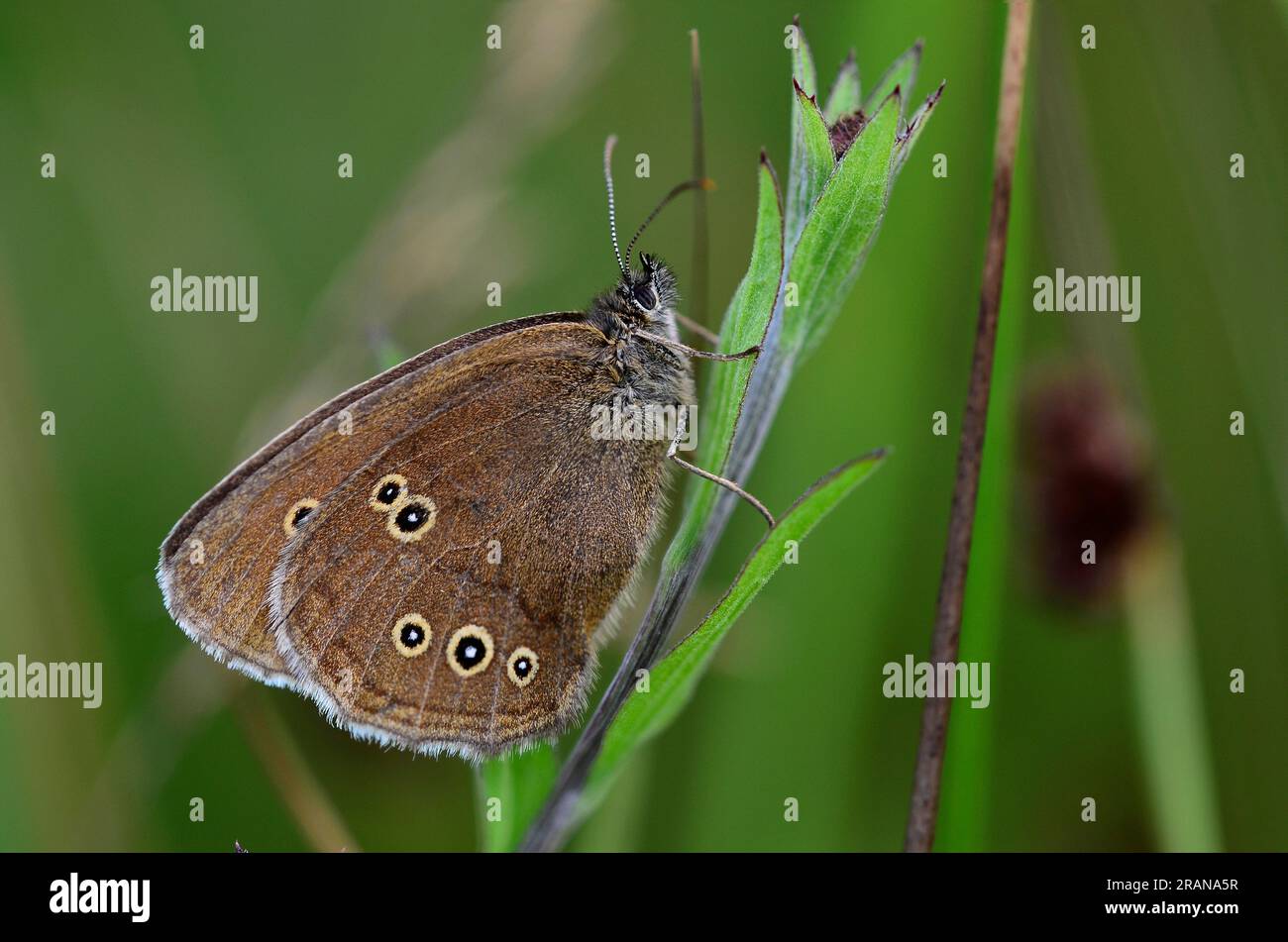 Ringlet butterfly resting on plant Stock Photo - Alamy