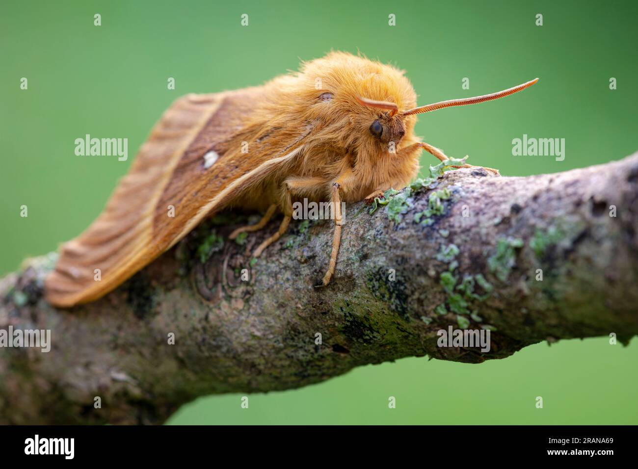 Oak eggar moth Stock Photo - Alamy