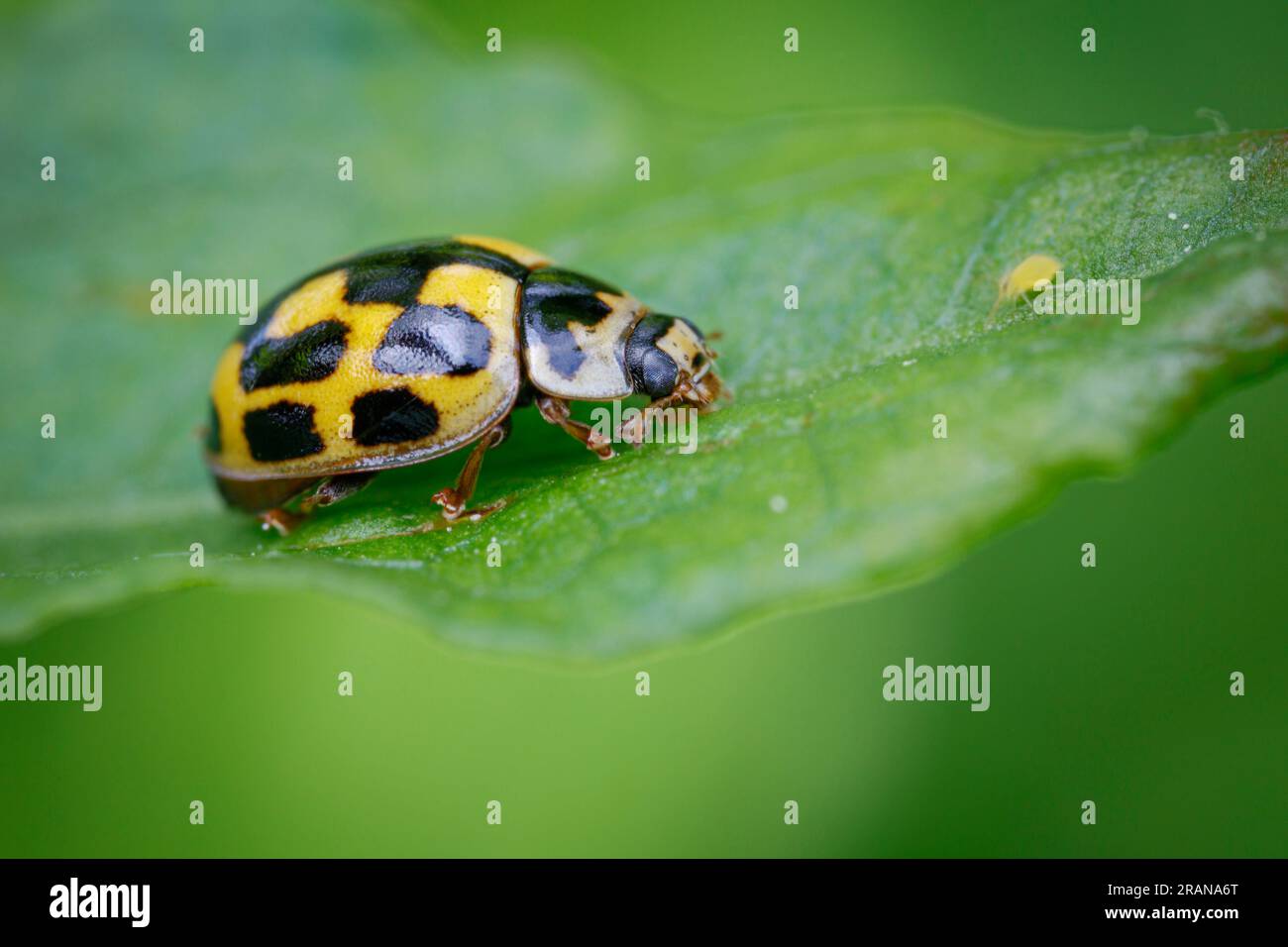 14 spot ladybird Stock Photo - Alamy