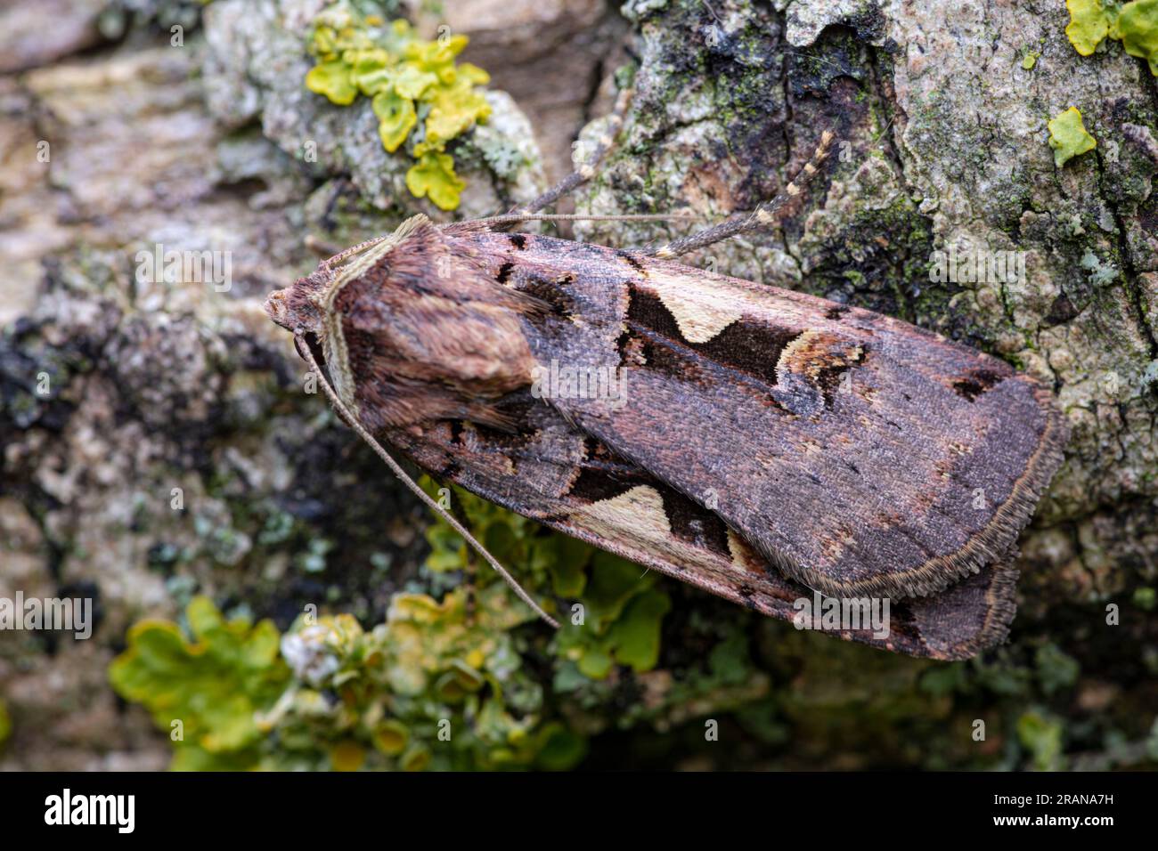 Setaceous Hebrew character moth Stock Photo - Alamy