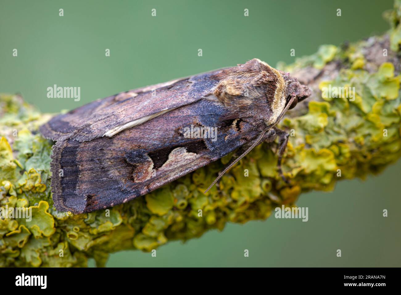 Setaceous Hebrew character moth Stock Photo - Alamy