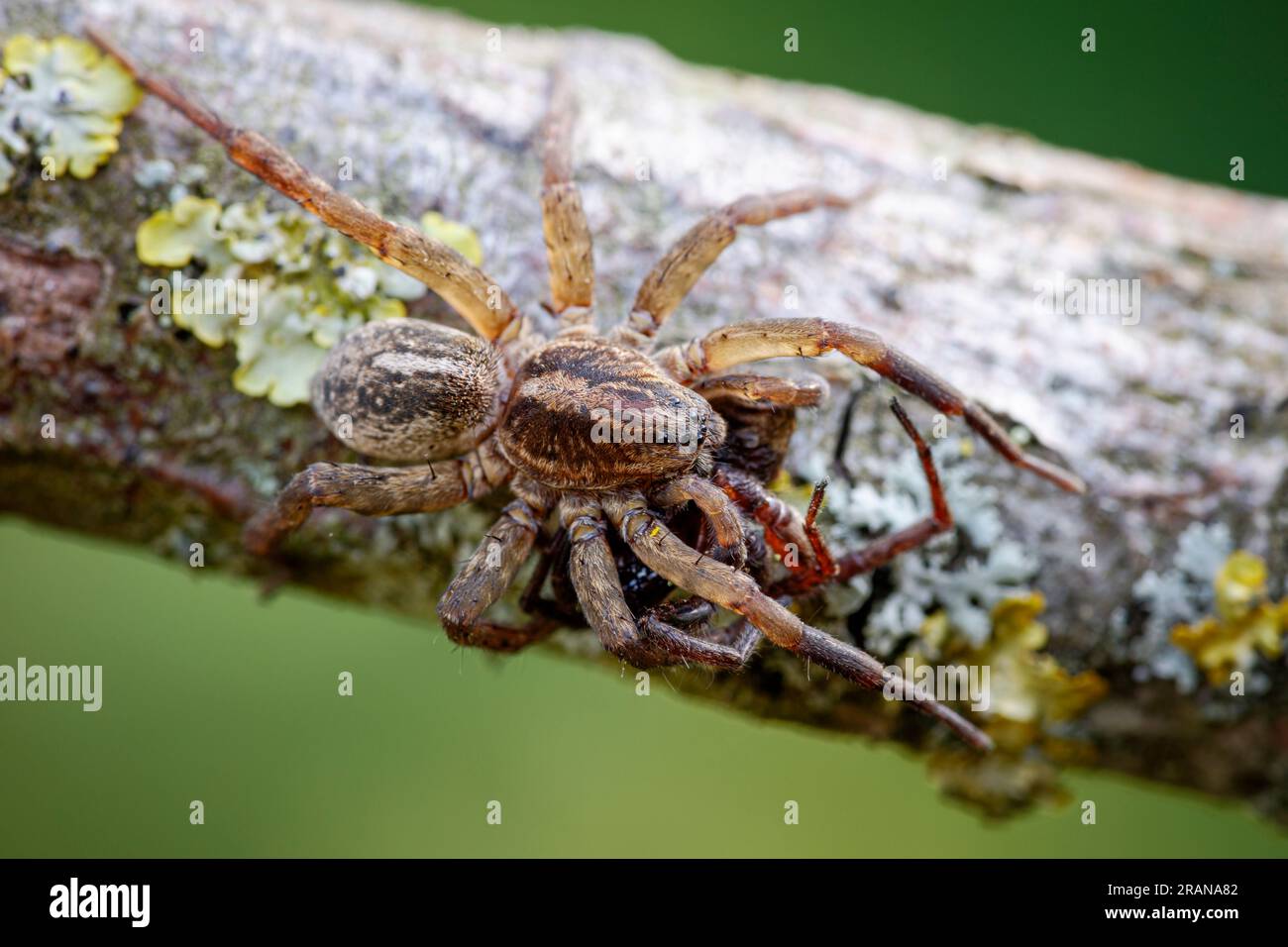 Rustic wolf spider Stock Photo - Alamy