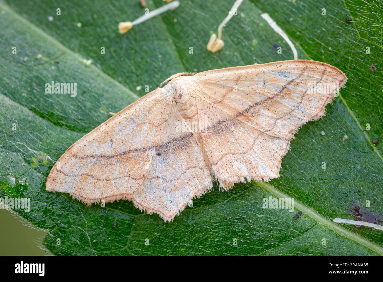 Small blood-vein moth Stock Photo - Alamy