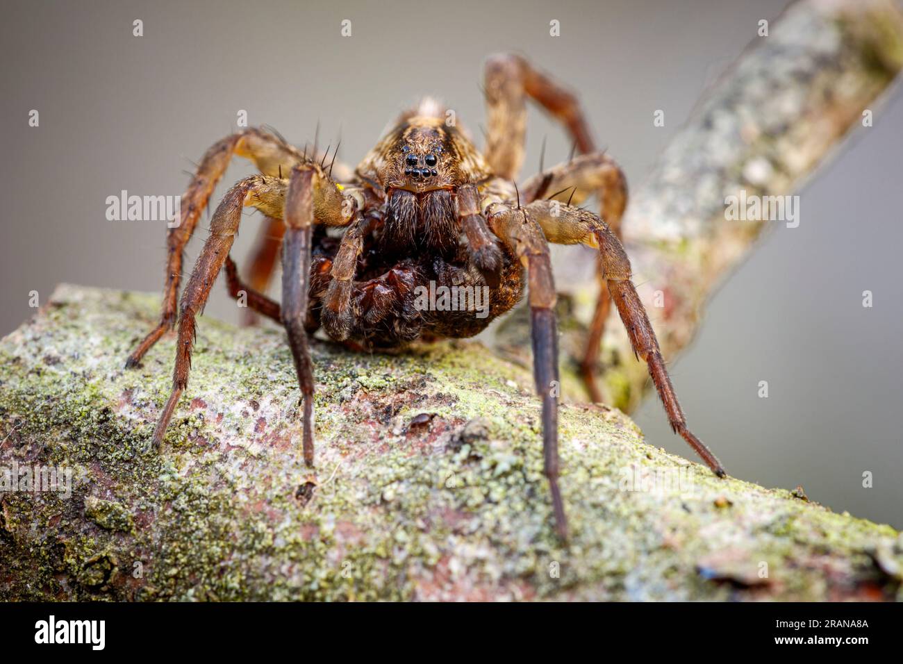 Rustic wolf spider Stock Photo - Alamy