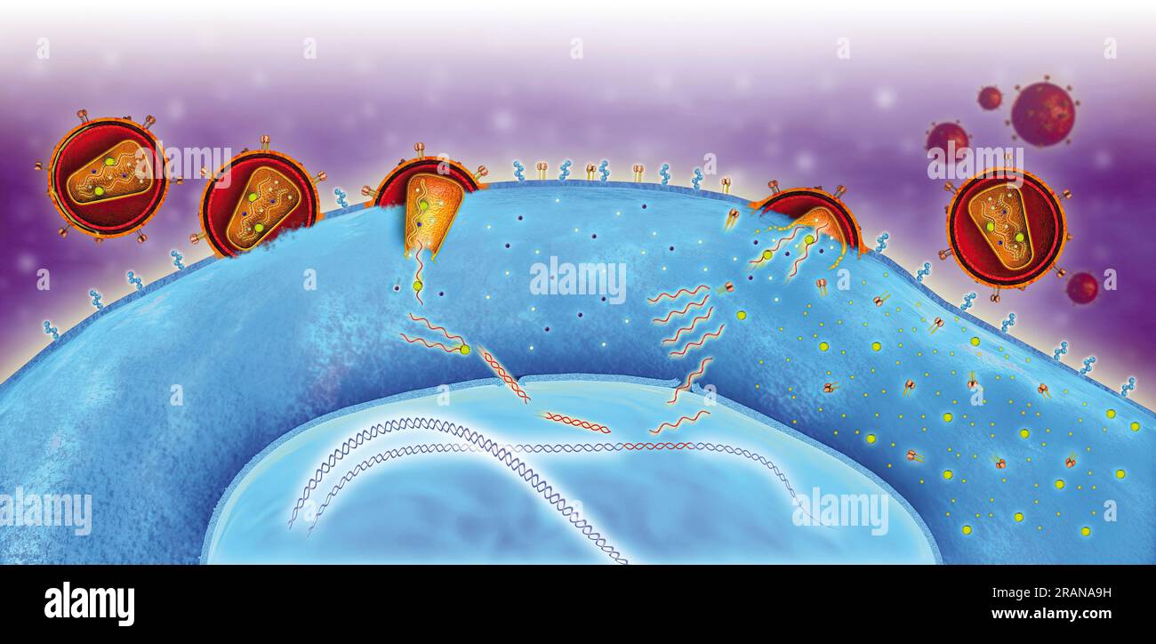 HIV replication, illustration Stock Photo - Alamy