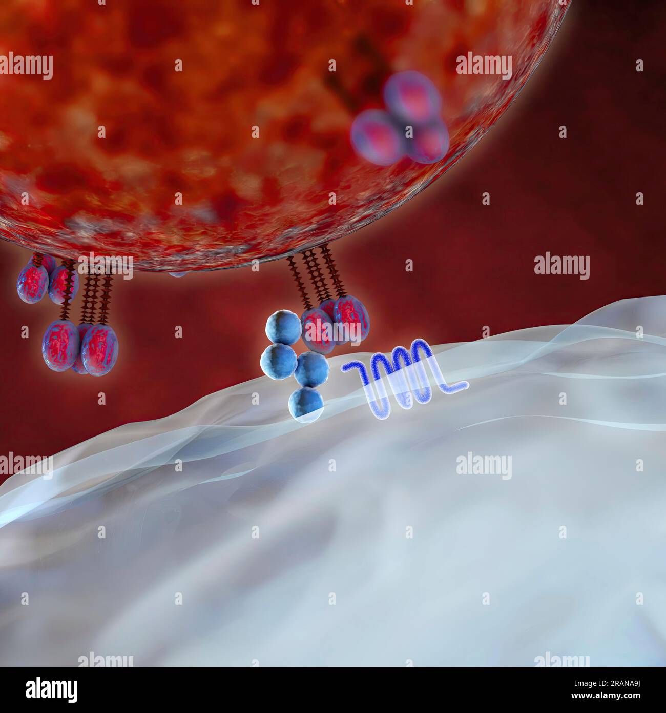 HIV binding to host cell, illustration Stock Photo - Alamy
