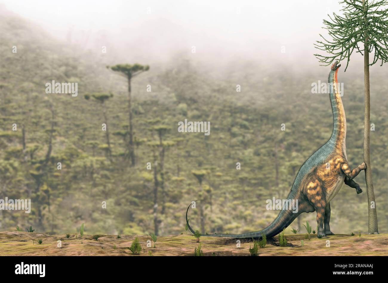 Apatosaurus dinosaur feeding, illustration Stock Photo - Alamy