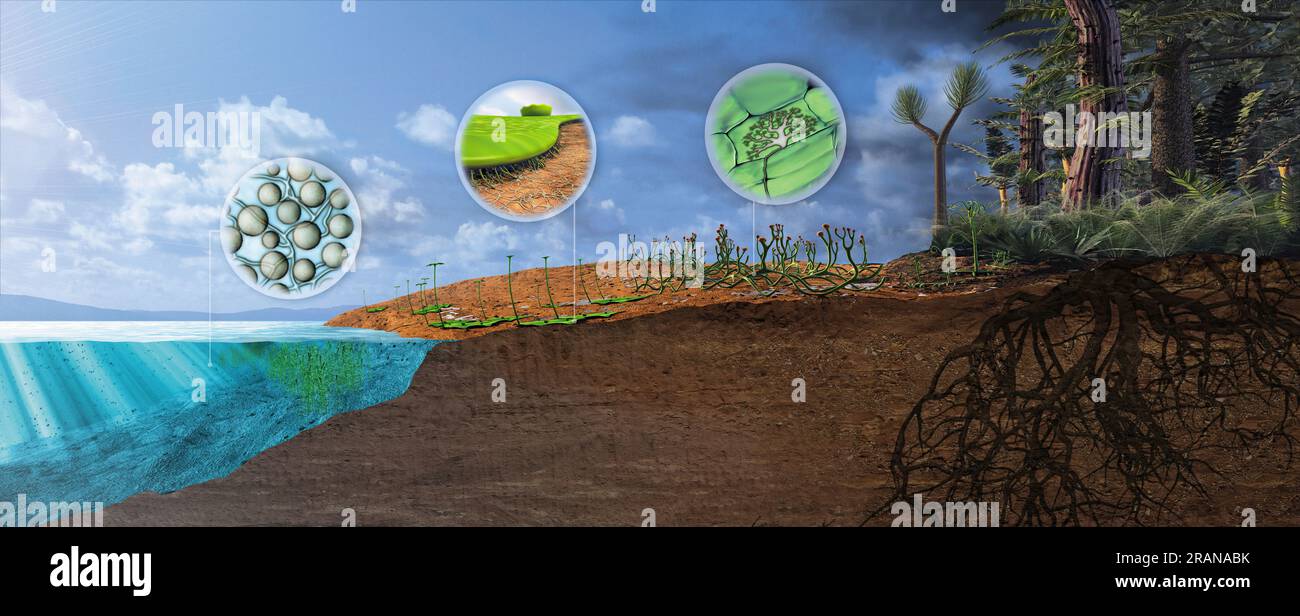 Evolution of land plants, illustration Stock Photo - Alamy