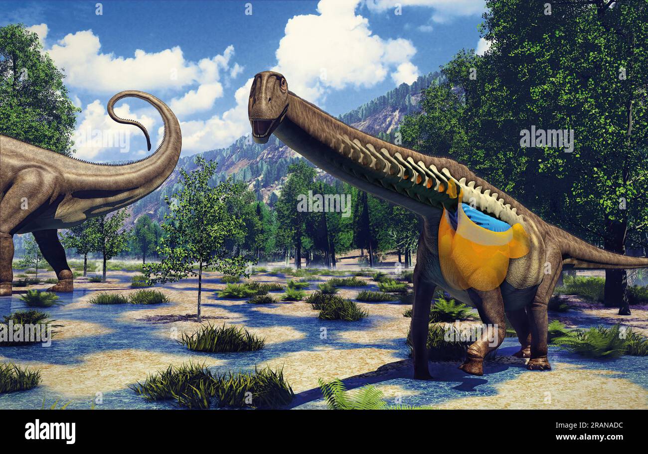 Diplodocus dinosaurs, illustration Stock Photo - Alamy
