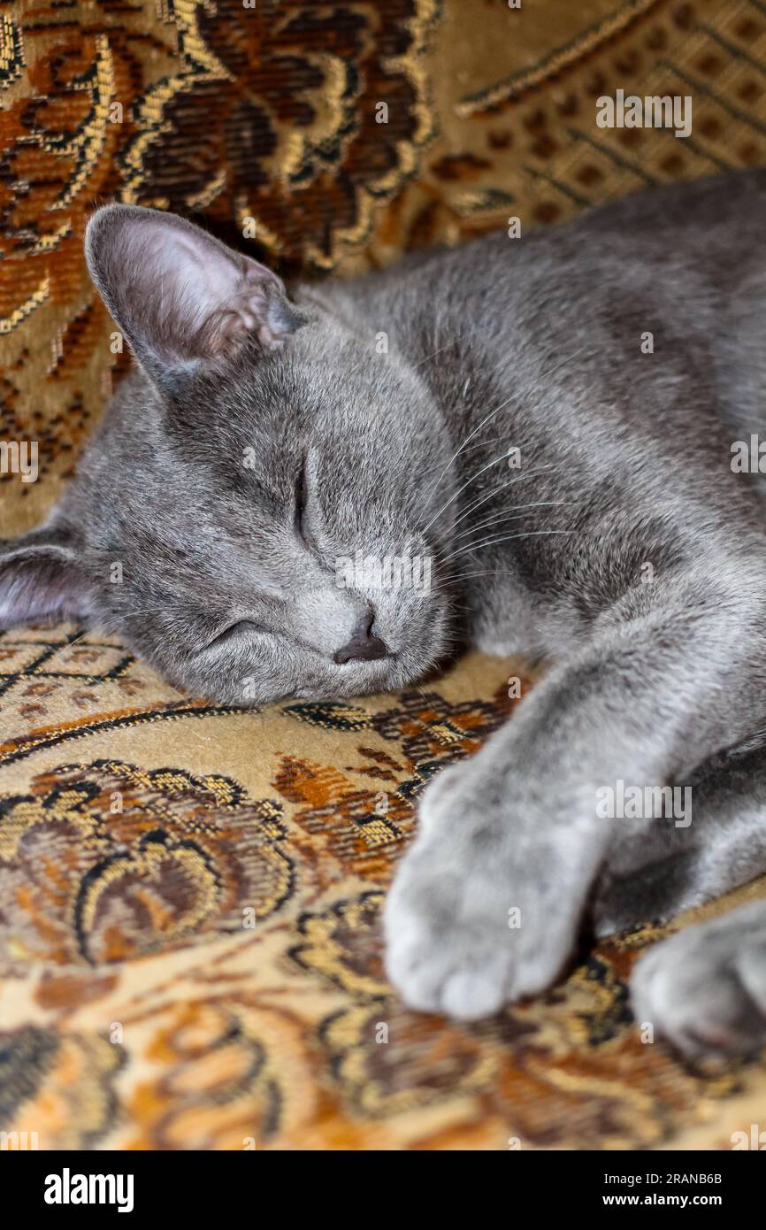 Gray young cat sleeping on the sofa vertical view close Stock Photo - Alamy