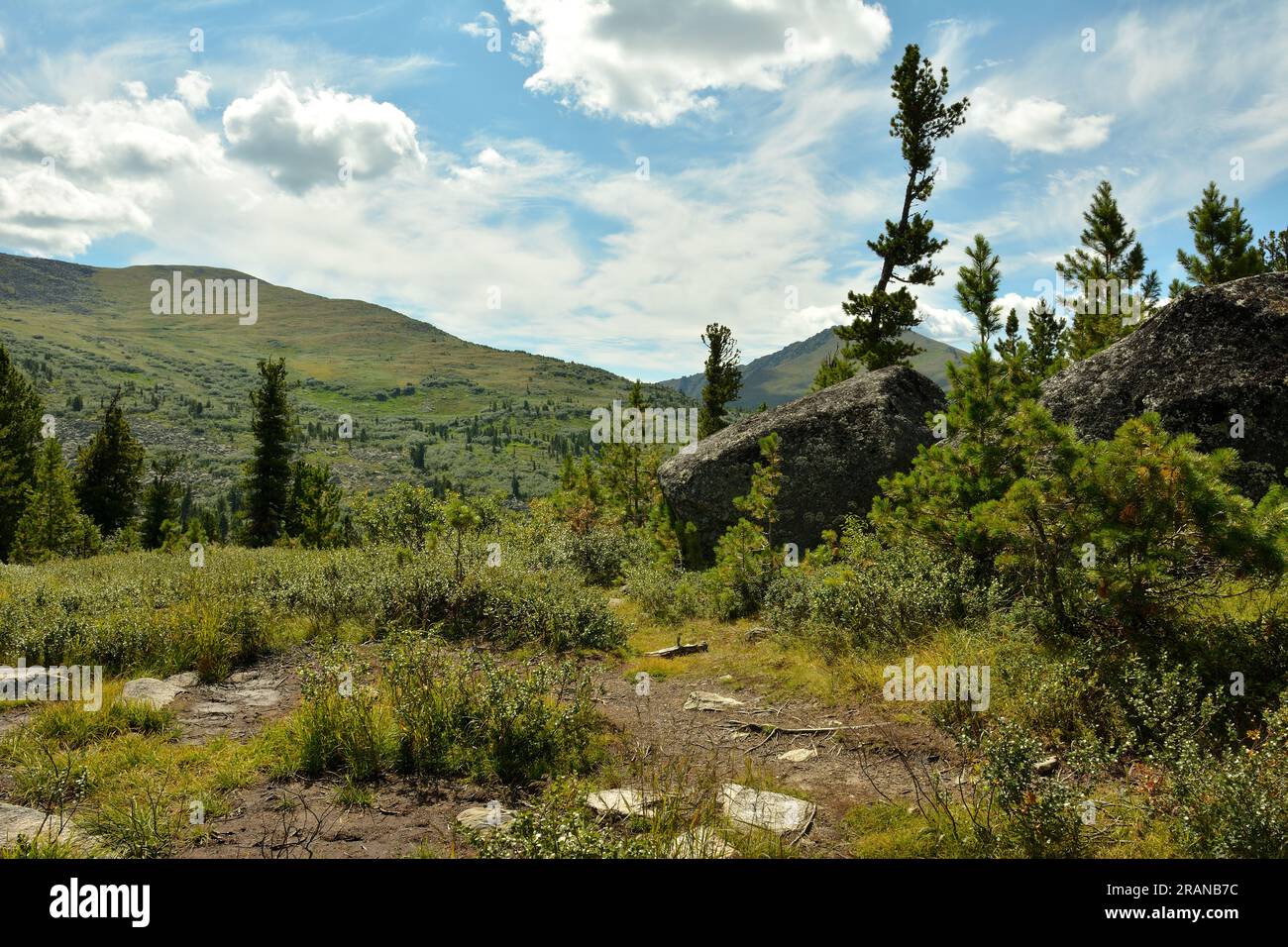 A grassy clearing near a gentle rocky mountainside with young cedars ...