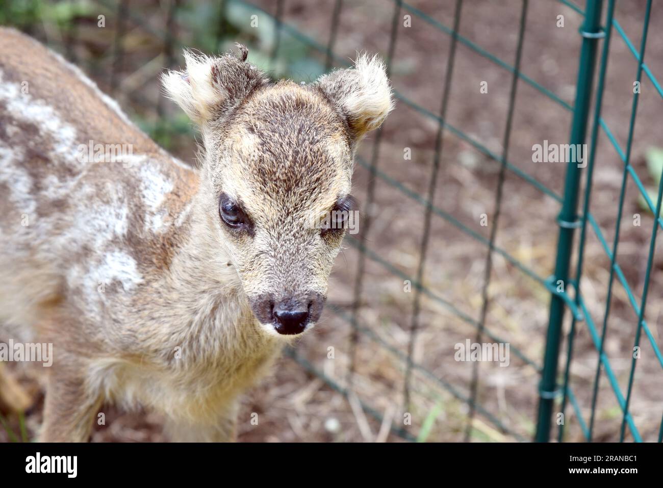 Wittenberg, Germany. 03rd July, 2023. The three-week-old injured fawn ...