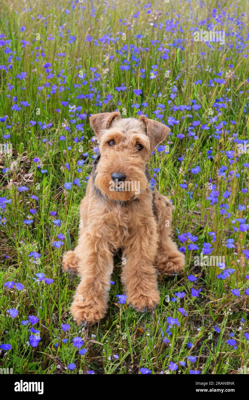 cute young terrier on a walk in the wildflower meadow Stock Photo - Alamy