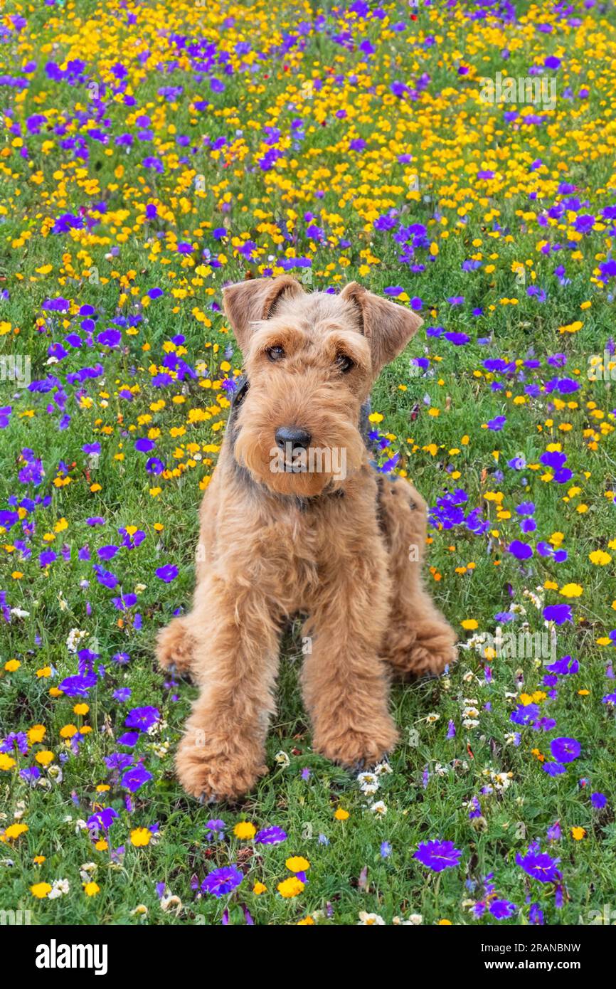 cute young terrier on a walk in the wildflower meadow Stock Photo - Alamy