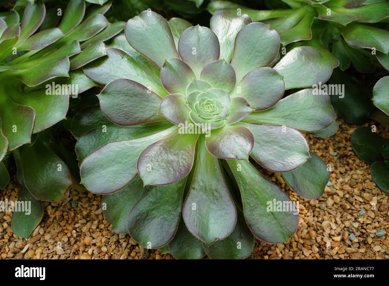 Beautiful flower shape leaves of Aeonium arboreum, a unique tropical ...