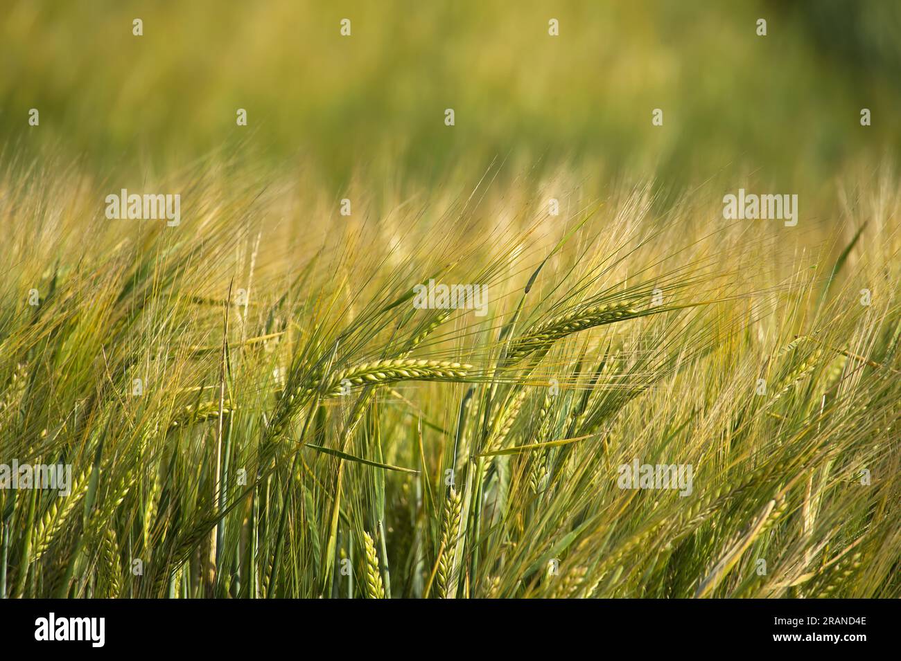 Lush ripe barley stalks swaying hi-res stock photography and images - Alamy