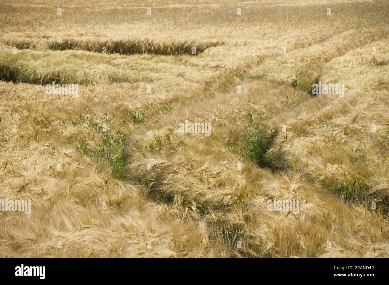 Golden field of barley with tracks left by a vehicle leading up to the ...