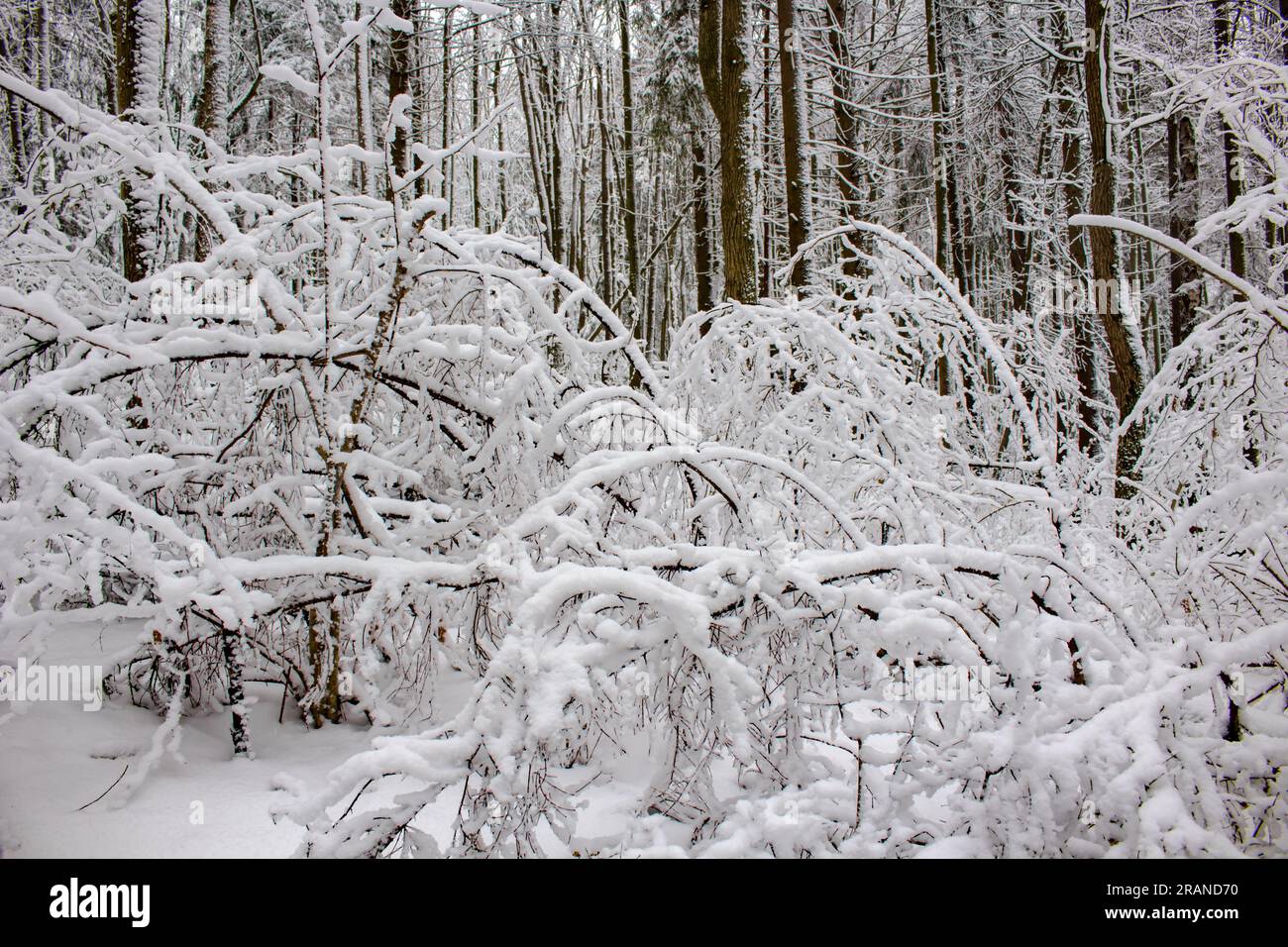 Snow covered forest in winter, inside forest Stock Photo - Alamy