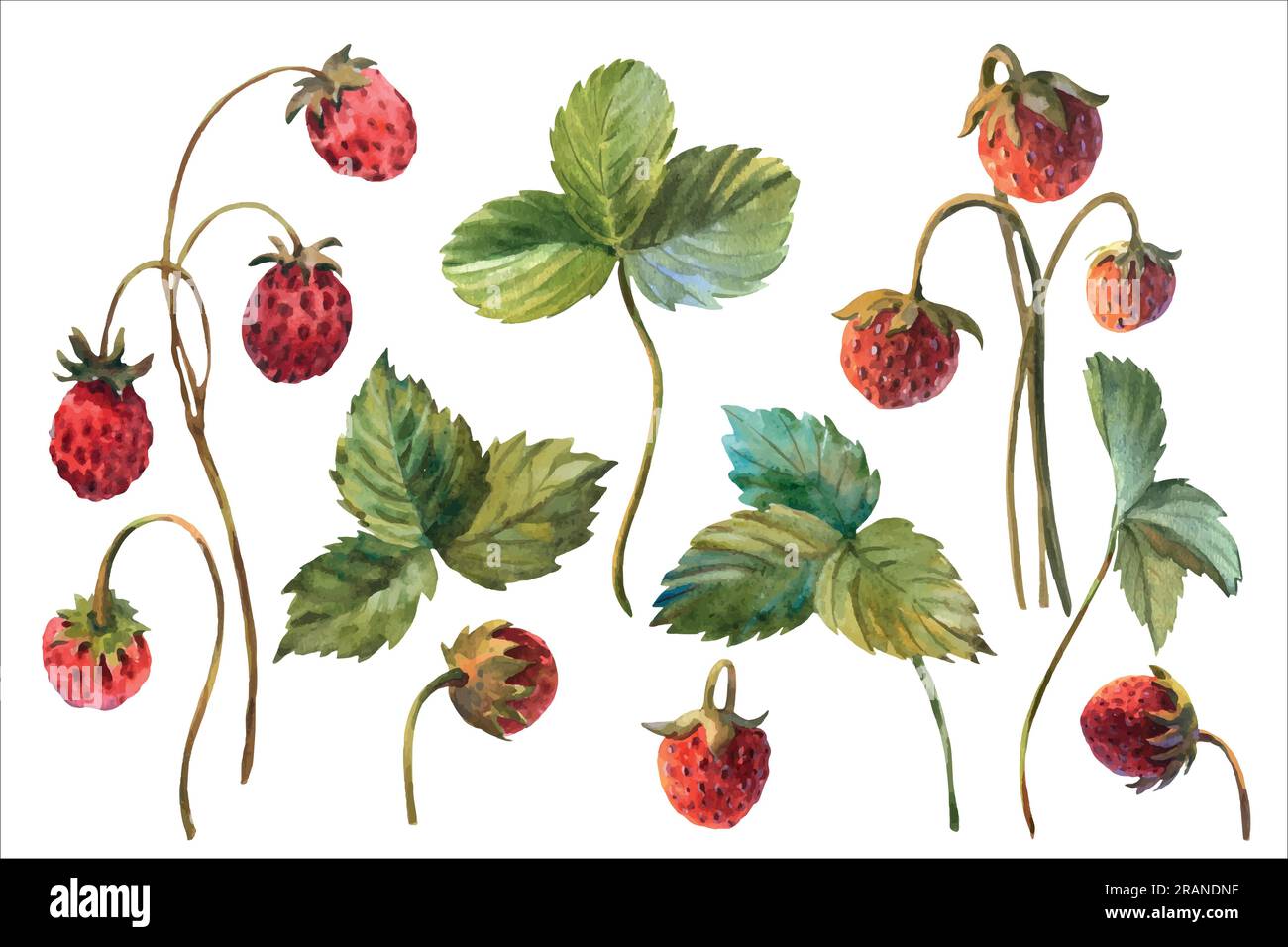 Set of wild Strawberries watercolor. Hand-drawn watercolour vector ...
