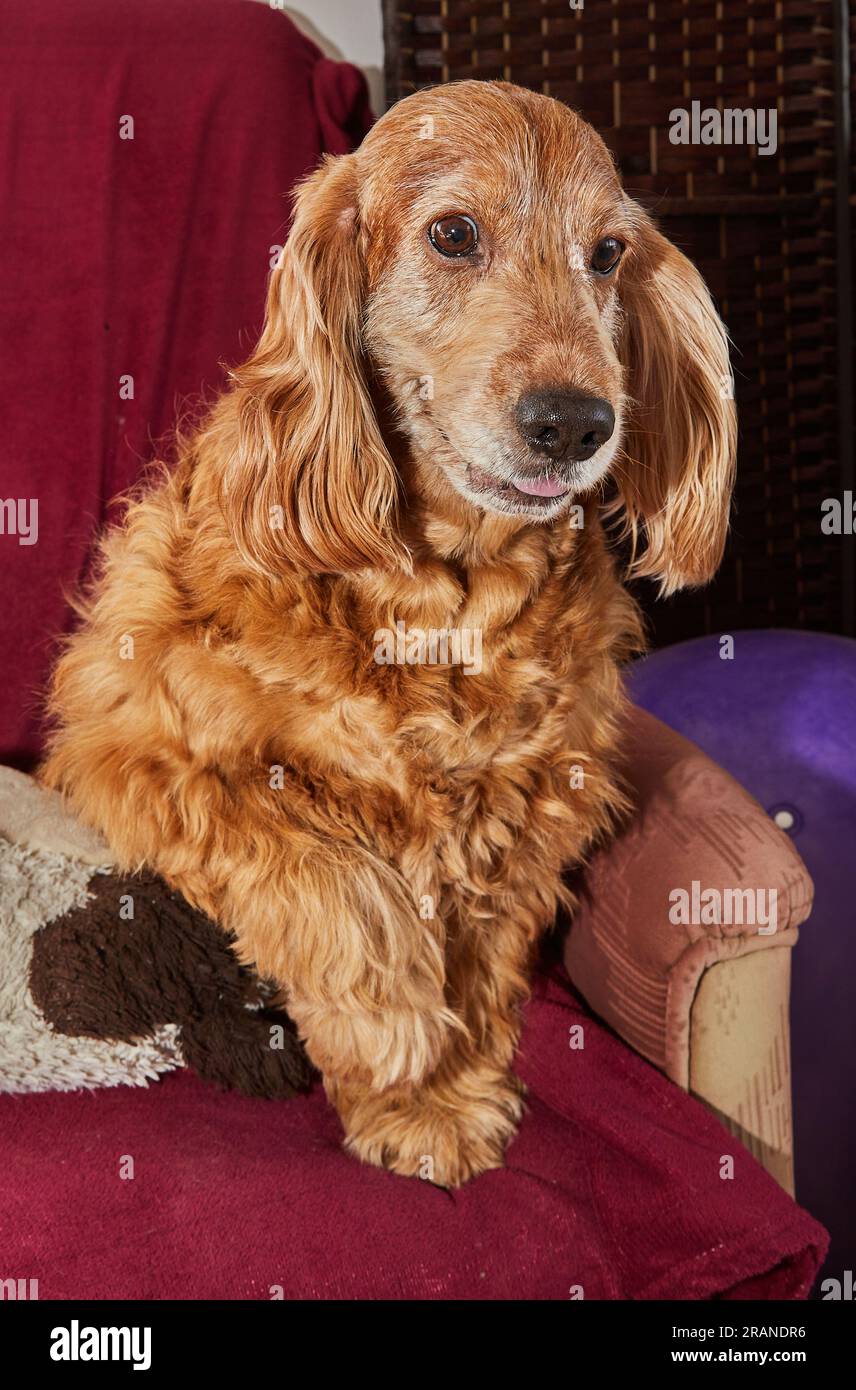 Classic Canine Relaxation English Cocker Spaniel on Vintage Armchair ...