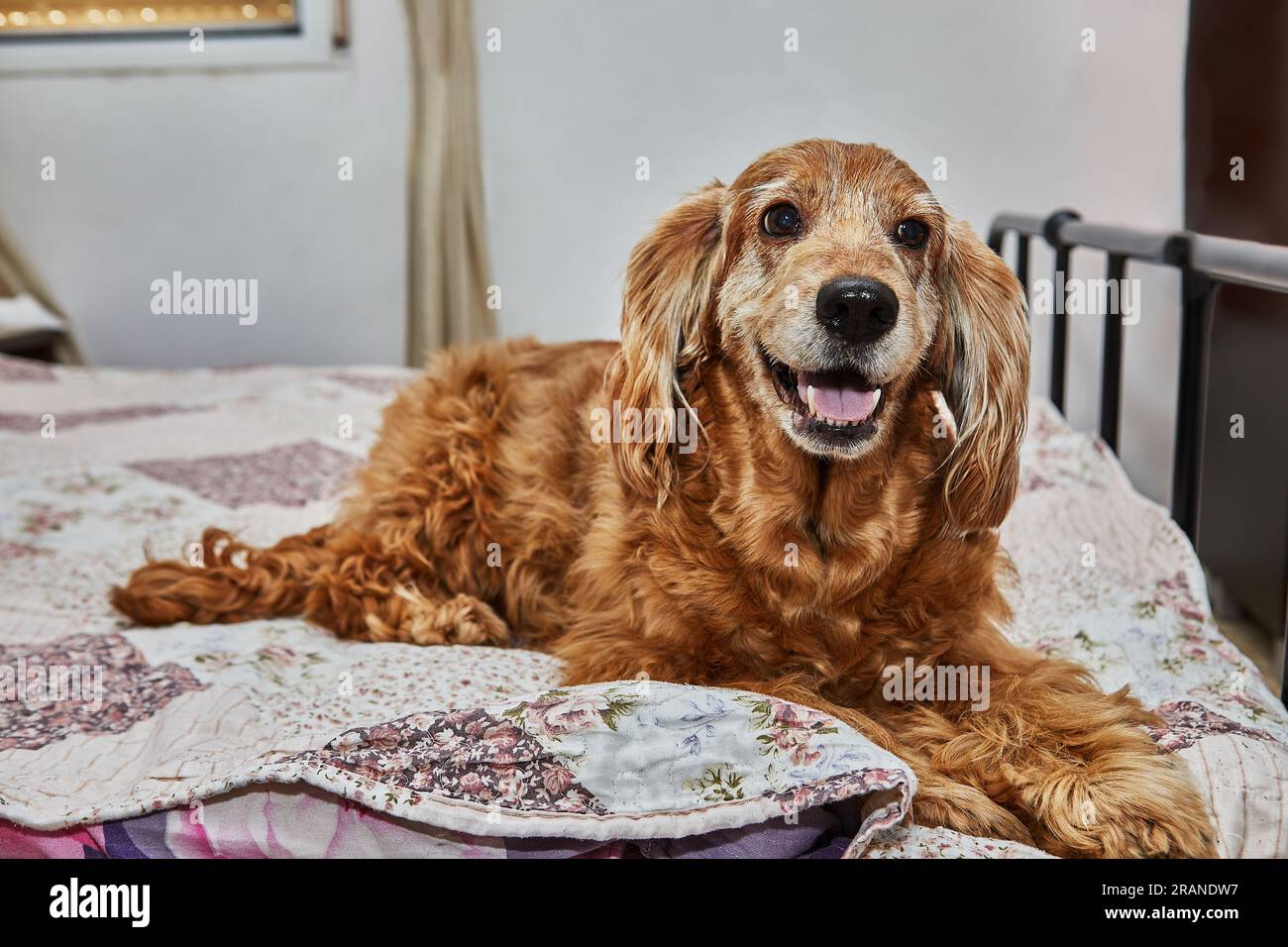 Cozy Canine Retreat, English Cocker Spaniel on the Bed Stock Photo - Alamy