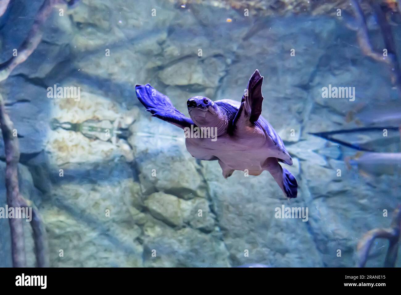 Turtle swim underwater. Sea turtle glides in blue ocean Stock Photo - Alamy