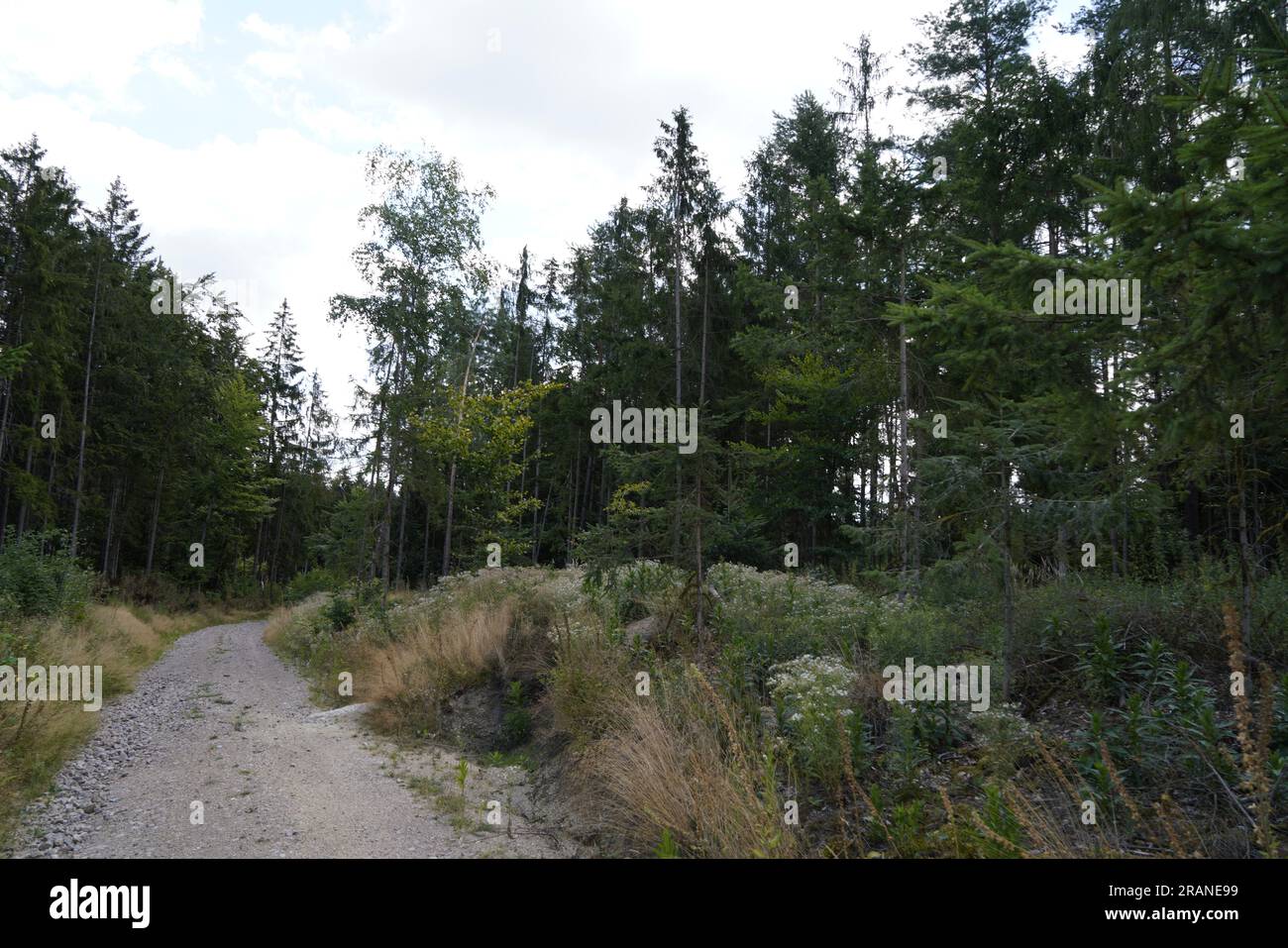 Forest dieback due to climate change, drought and storms and ...