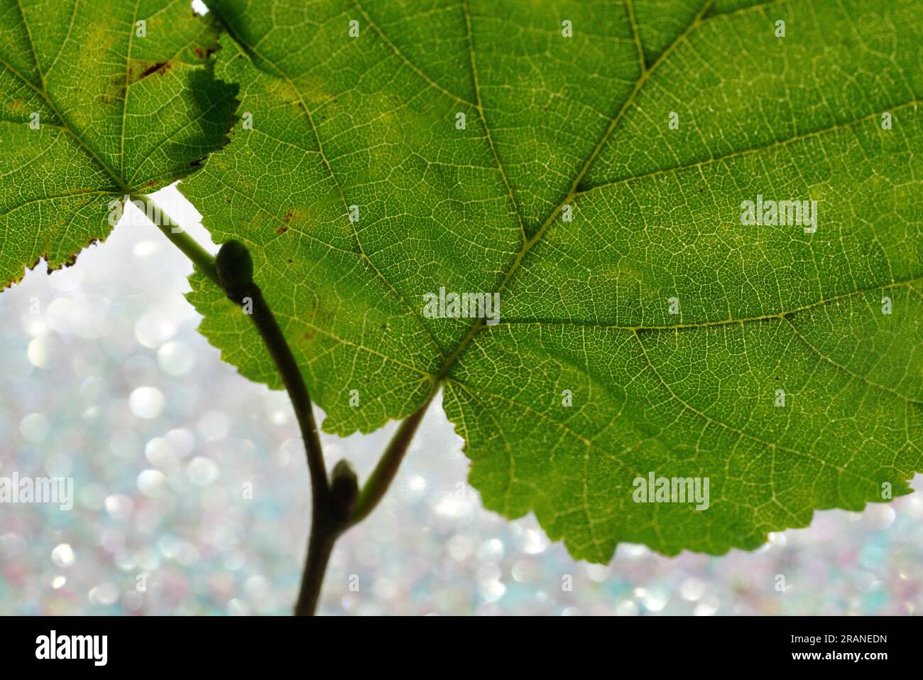 Leaf of a deciduous tree in autumn created in detail in the studio ...