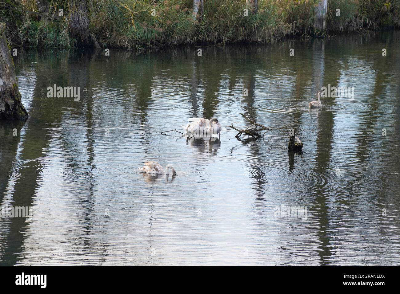 creek with clear water is habitat for animals and plants Stock Photo ...