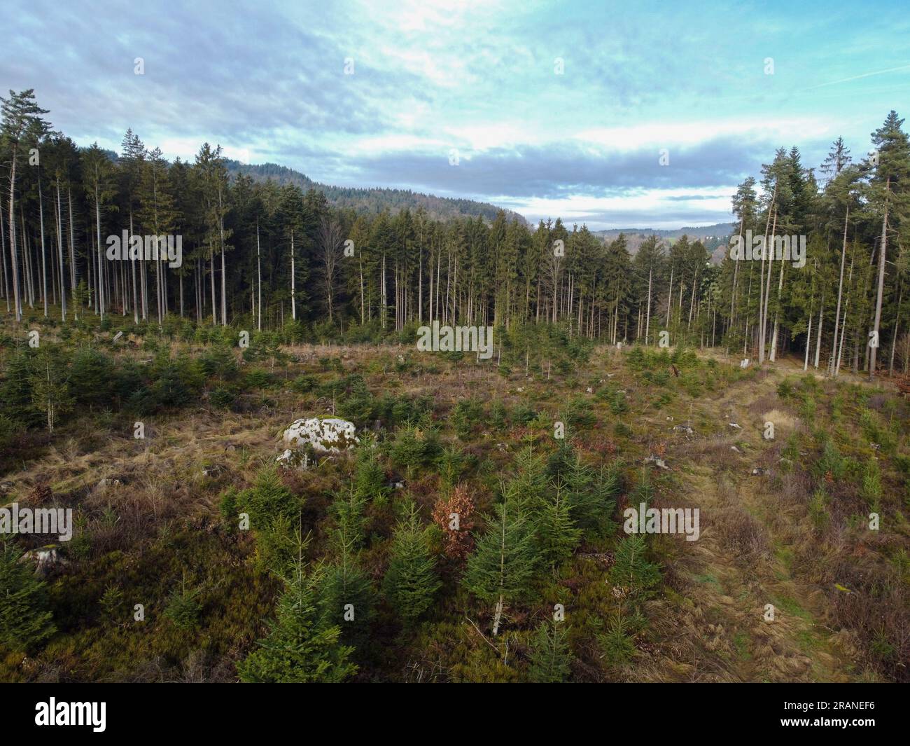 Forest dieback and reforestation necessary due to climate change in ...