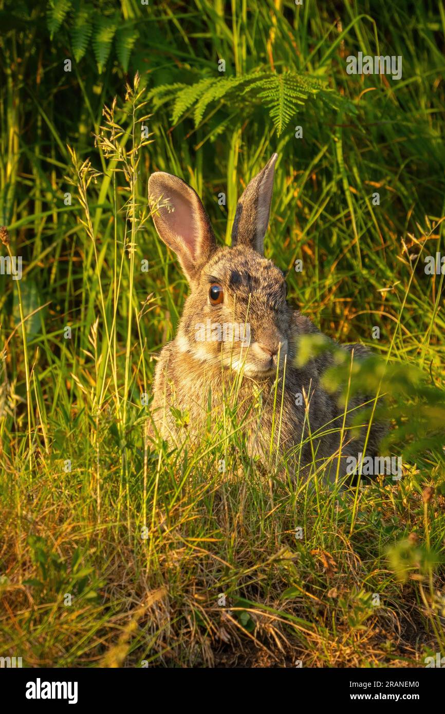 Rabbit summer hi-res stock photography and images - Alamy