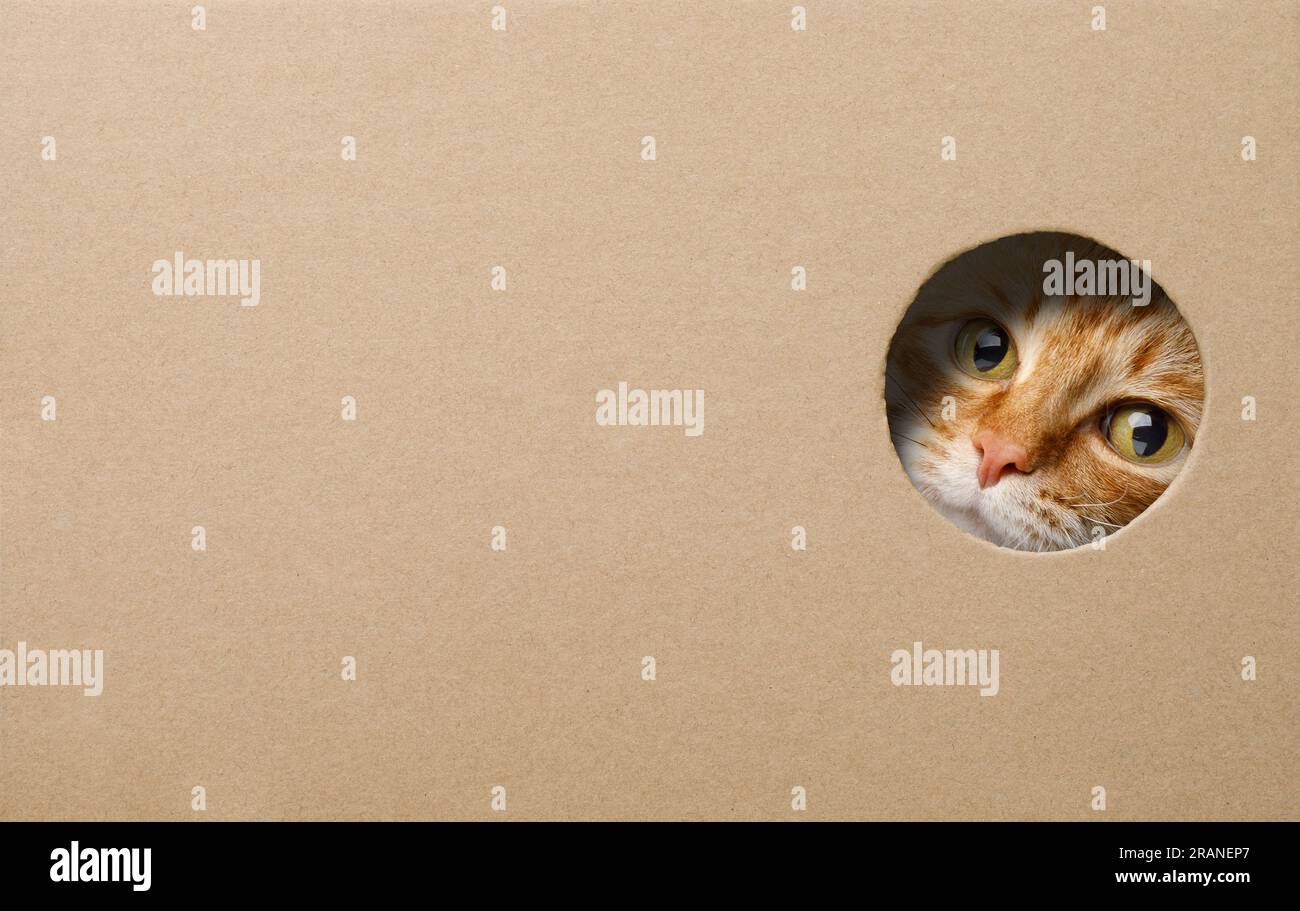 Funny ginger cat in a cardboard box and looking curious through a hole ...